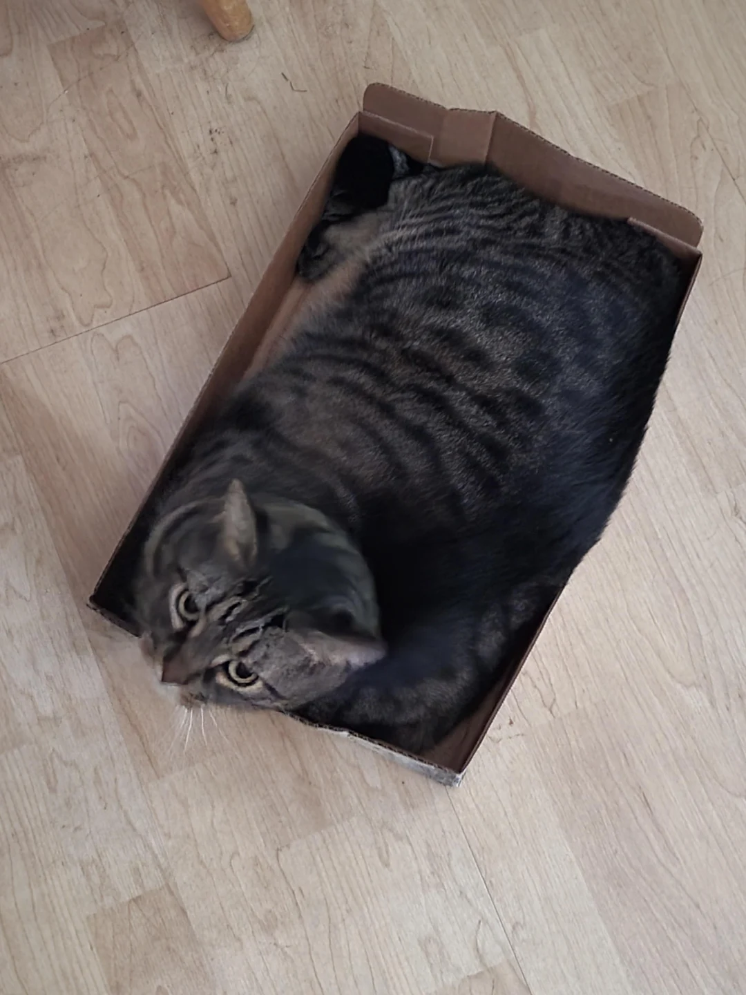 put down a box and trapped a cat | Scrolller