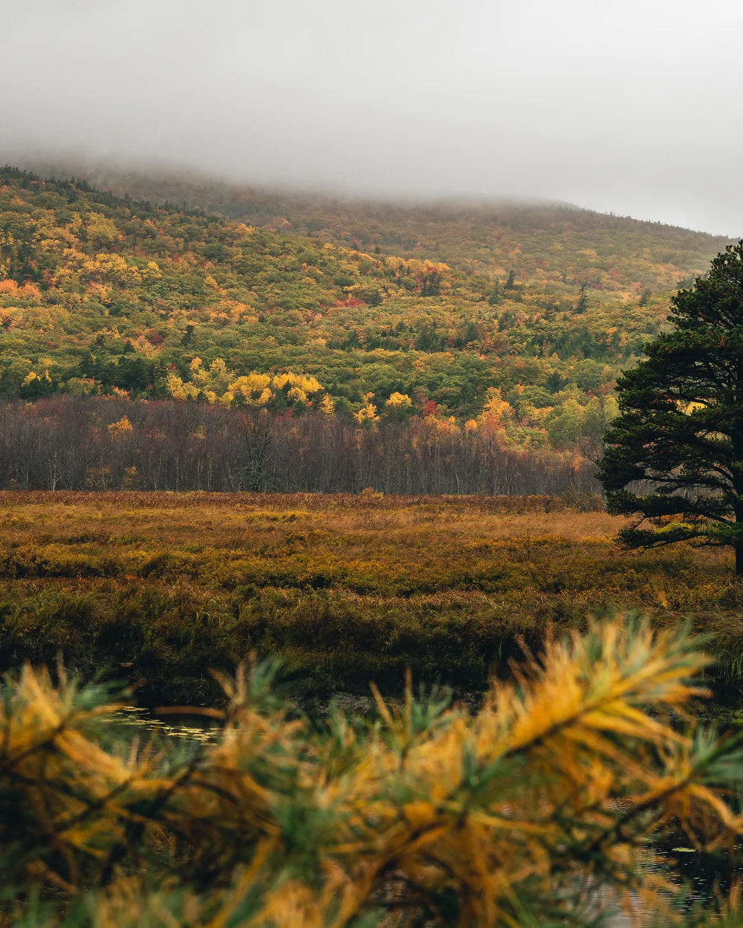 Acadia National Park in full fall colors [OC] [3217x4021] | Scrolller