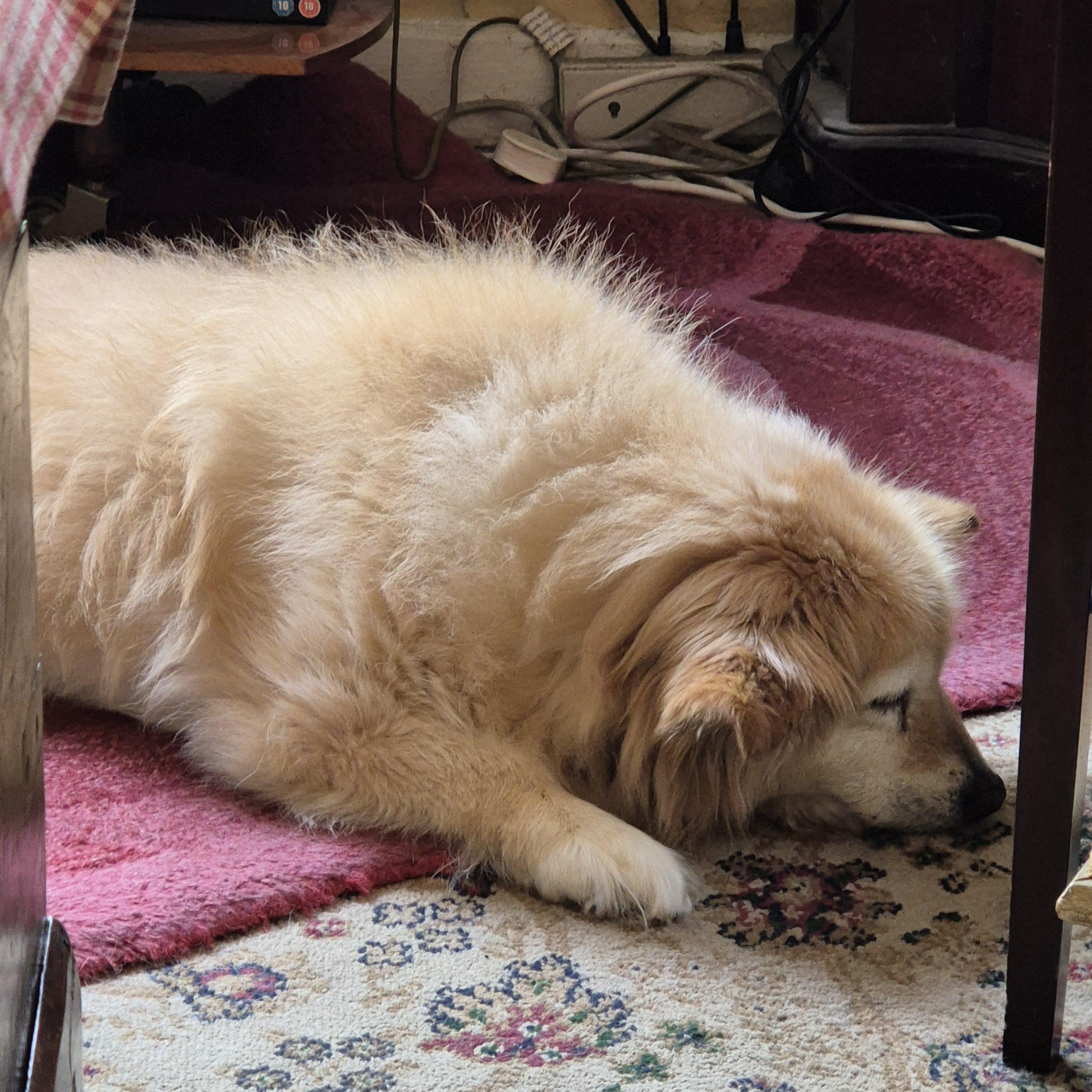 Our Lily snoozing, 18 years old | Scrolller