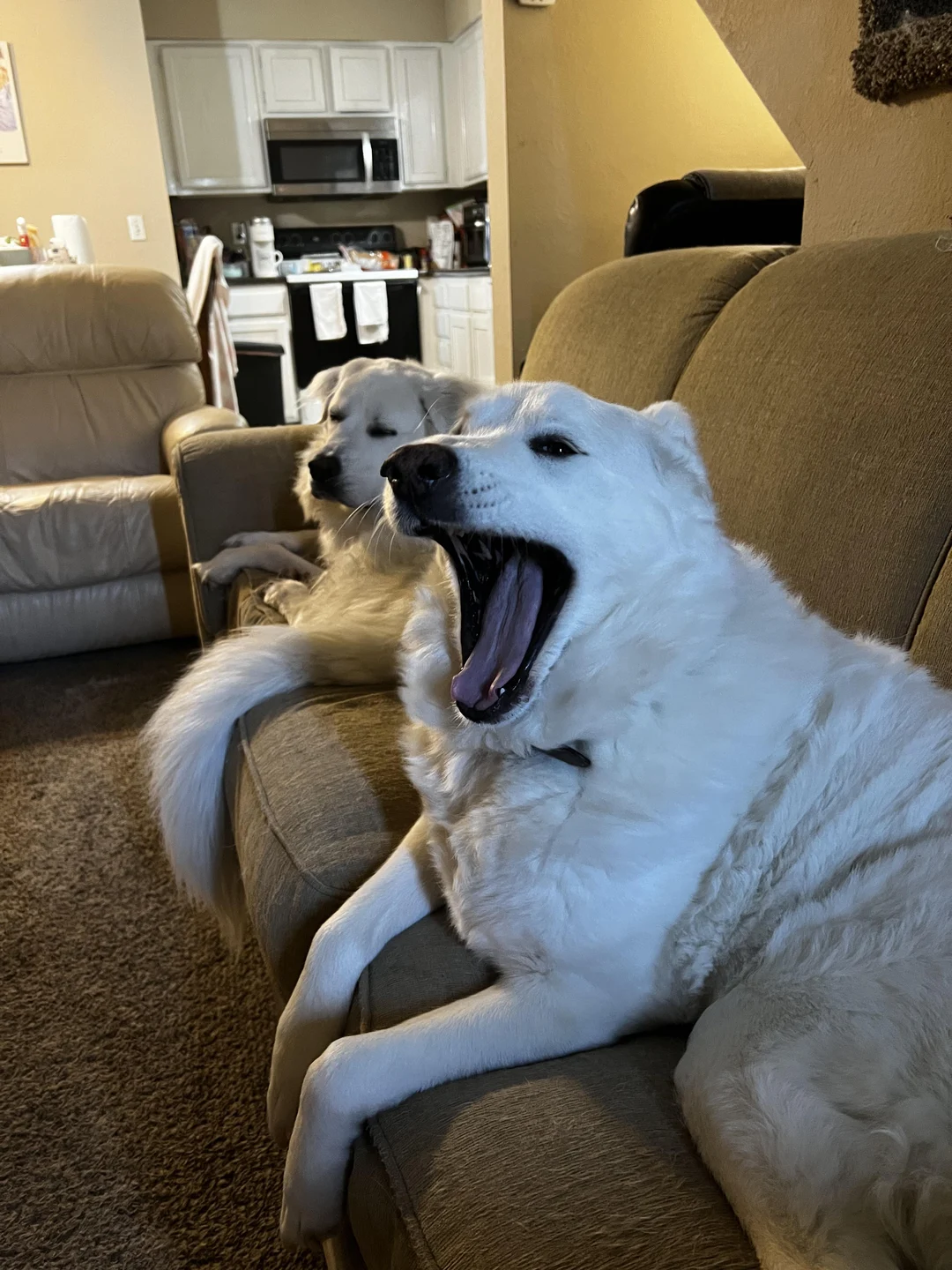 Mid yawn | Scrolller