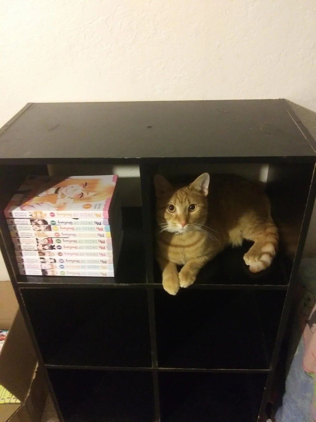 Bookshelf | Scrolller