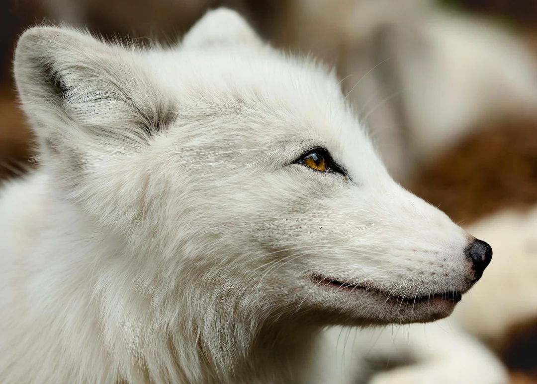 Finally had the chance to photograph some foxes [OC]🦊😐 | Scrolller