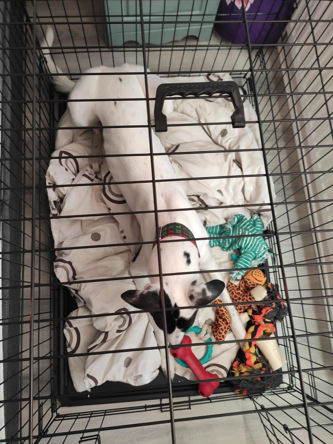 Crate training - help with size | Scrolller