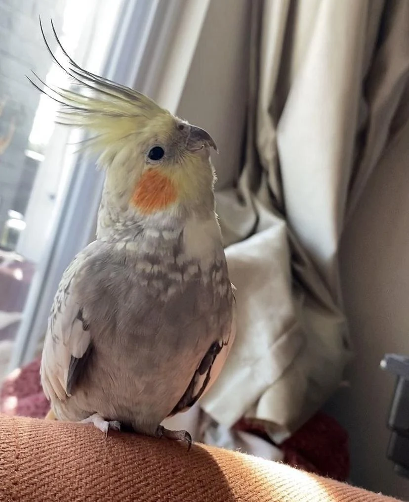 Showing off her crest feathers | Scrolller