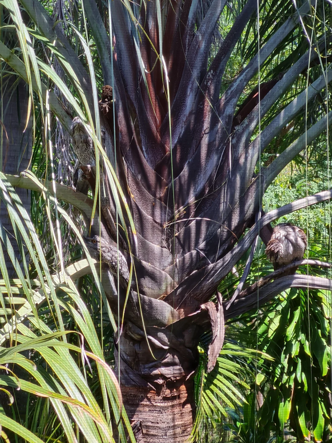 Owls in a tree in our backyard | Scrolller