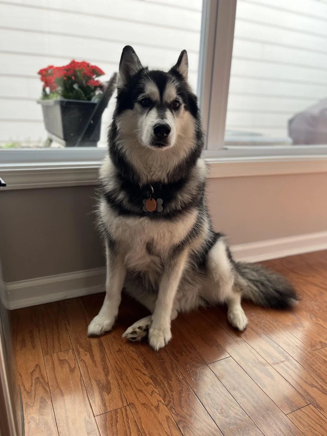 Niko, my distinguished gentleman | Scrolller