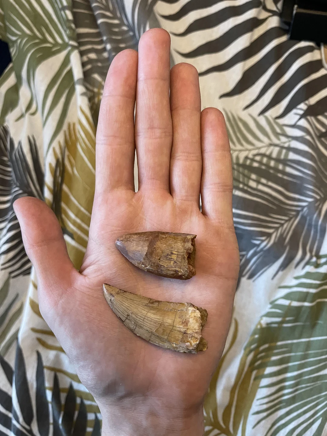 Carcharodontosaurus teeth in my fossil collection :) | Scrolller