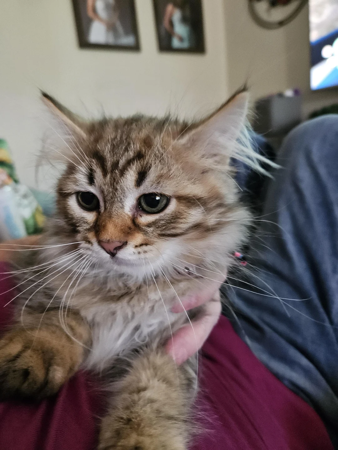 Our newest family member | Scrolller