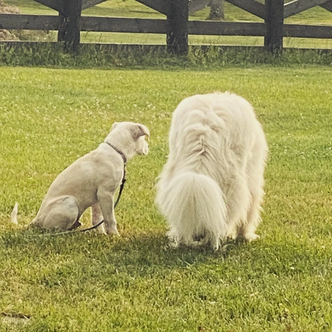 My big floof teaching the new pup how to guard the yard. | Scrolller
