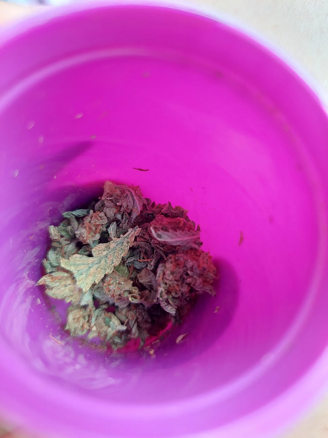 Am I being stupid or is that just a regular ass leaf | Scrolller