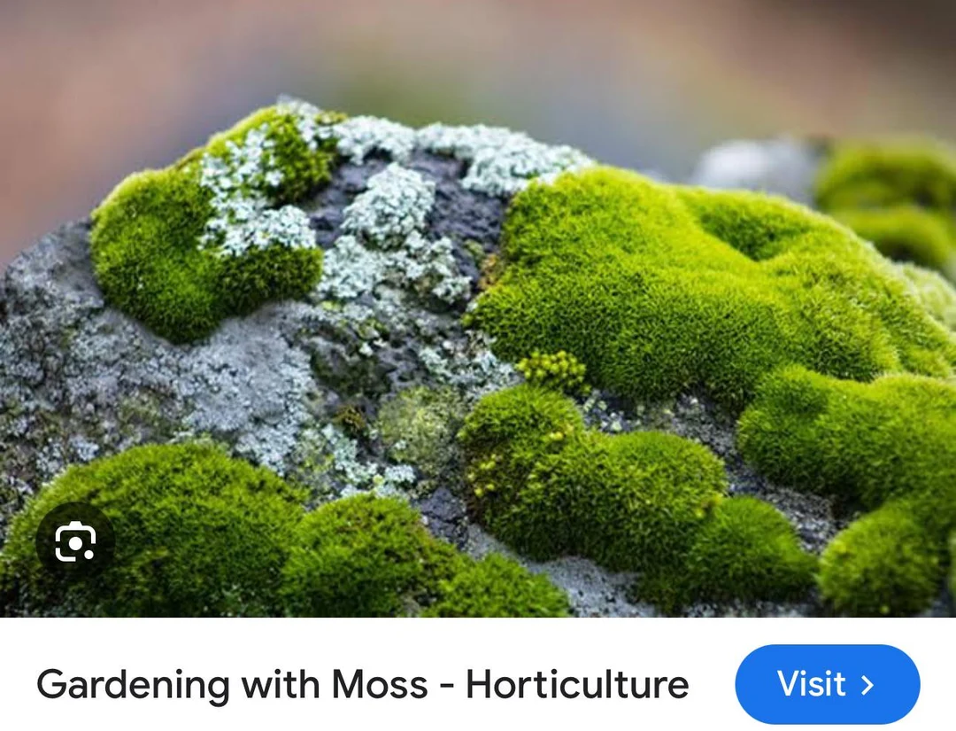 Any ideas about where to find this type of plants? | Scrolller