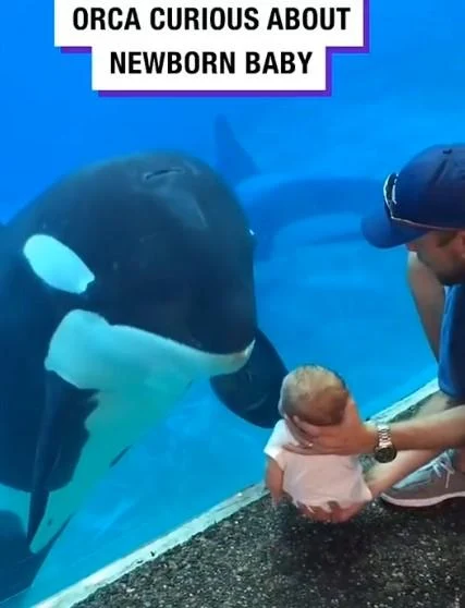 Orca Curious about newborn baby | Scrolller