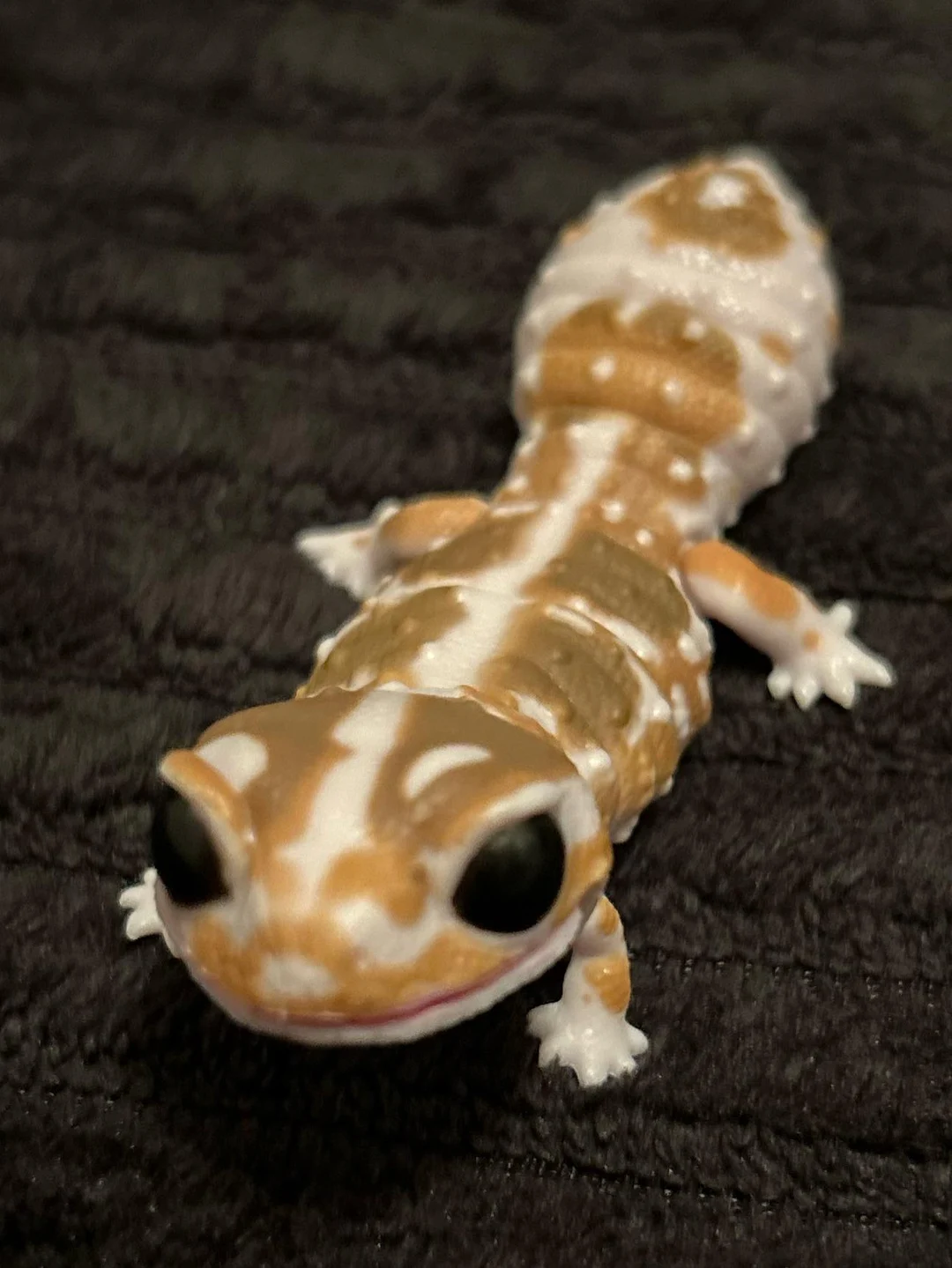What kind of gecko is this? | Scrolller