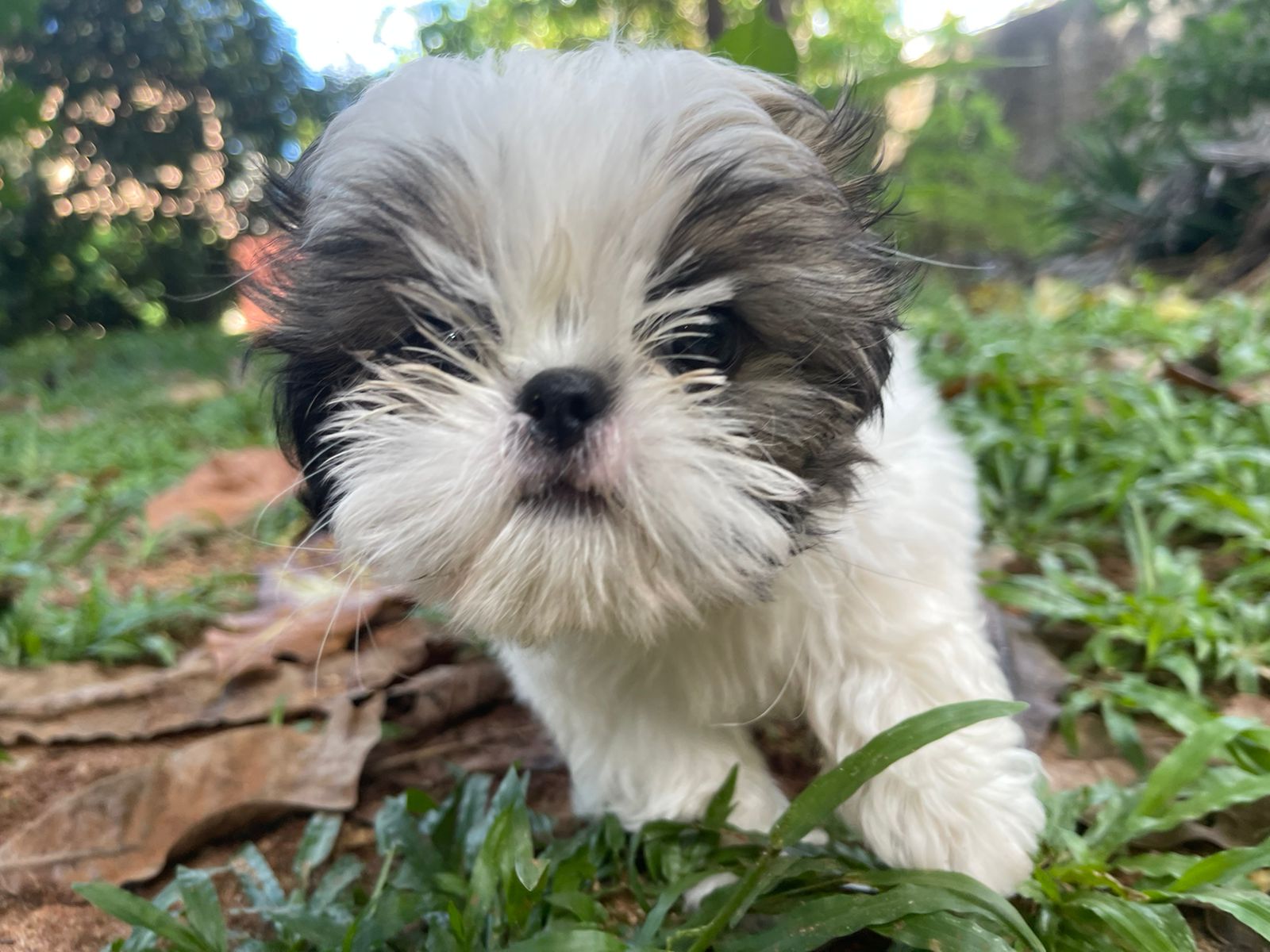 [OC] Hello? | Scrolller