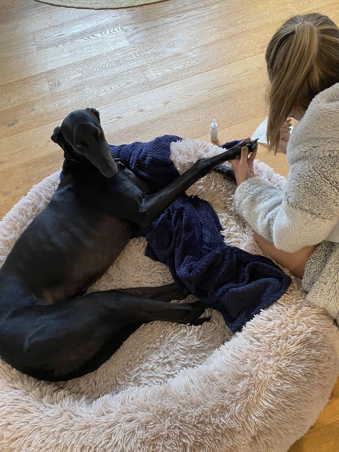 Pedicure time (Rex) | Scrolller