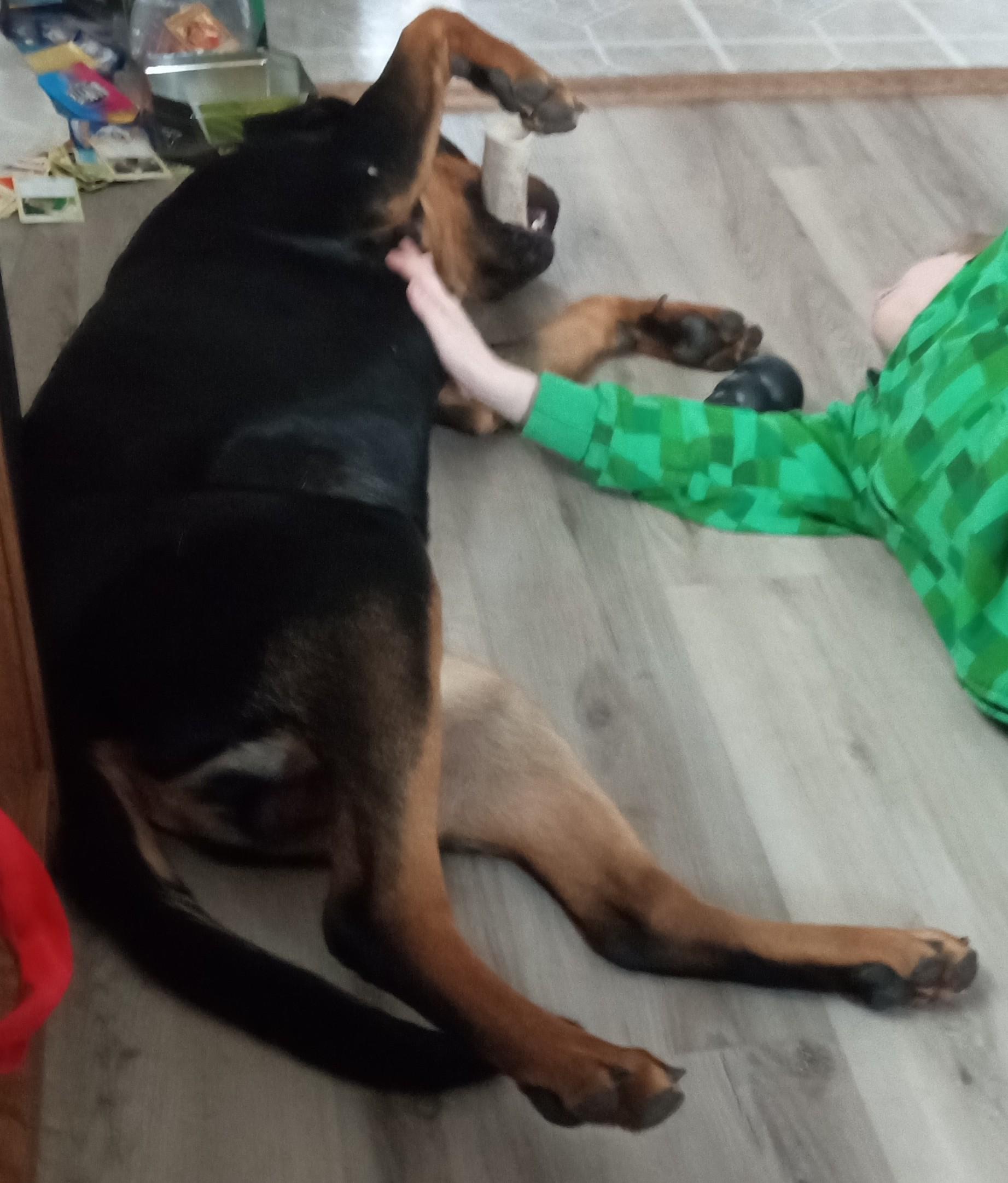 Belly rubs | Scrolller