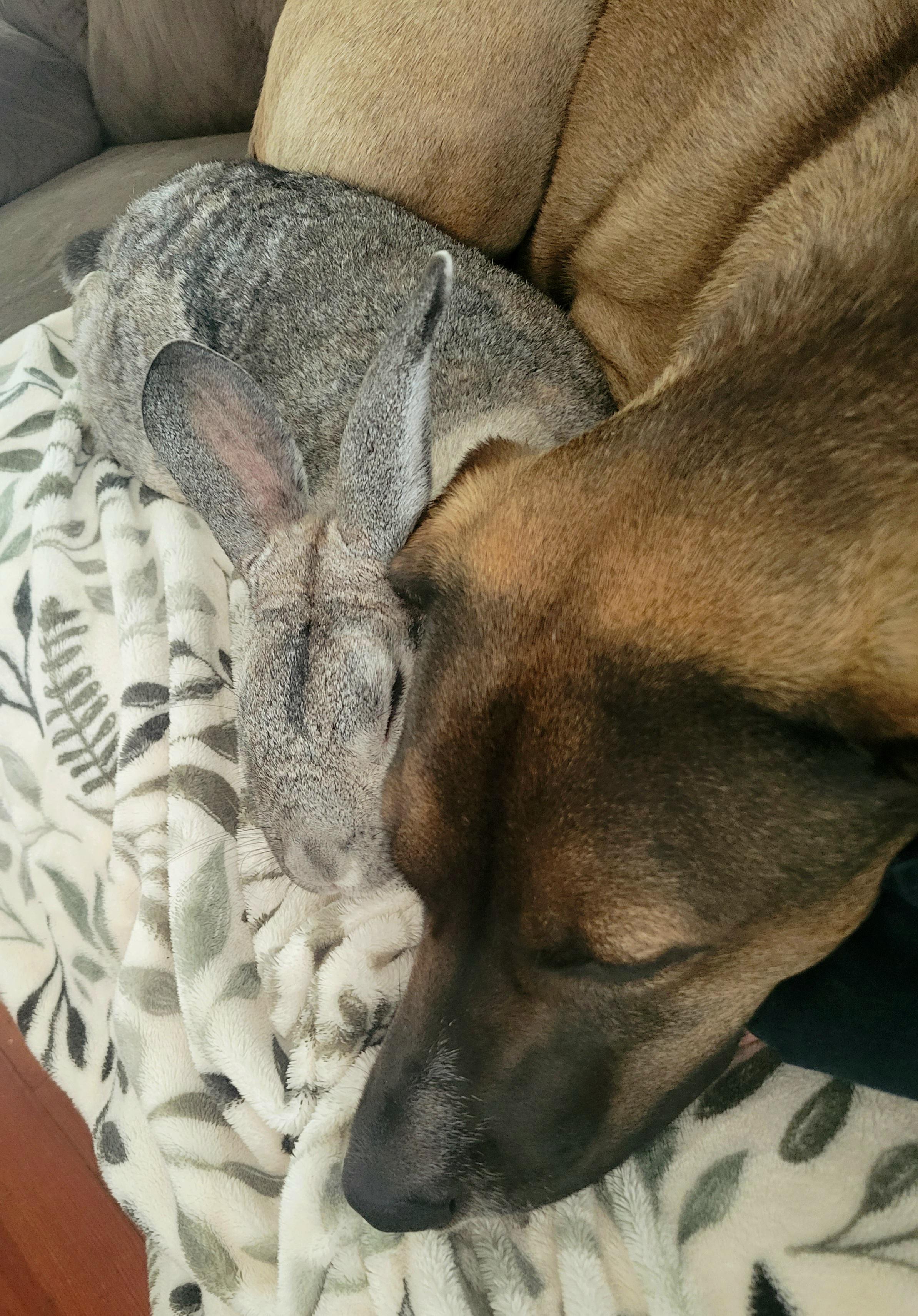 Abel and Bun Jovi, cheek to cheek, while cuddling next to me. Love these boys. [OC]. | Scrolller