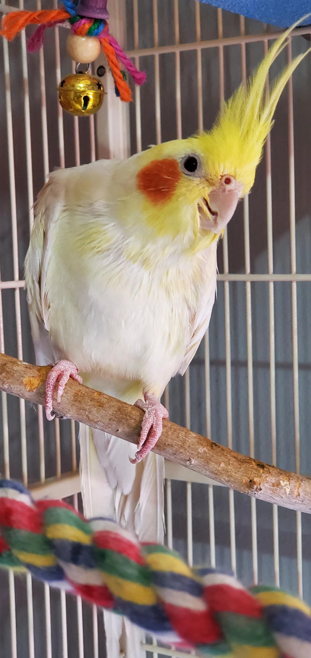 Le wet burd aka Sparx | Scrolller