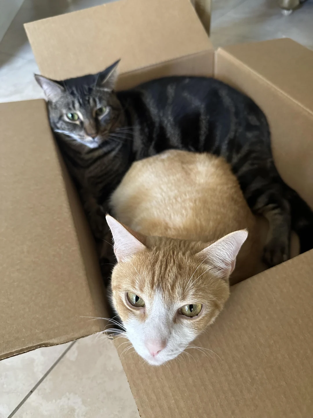 Box Bros | Scrolller