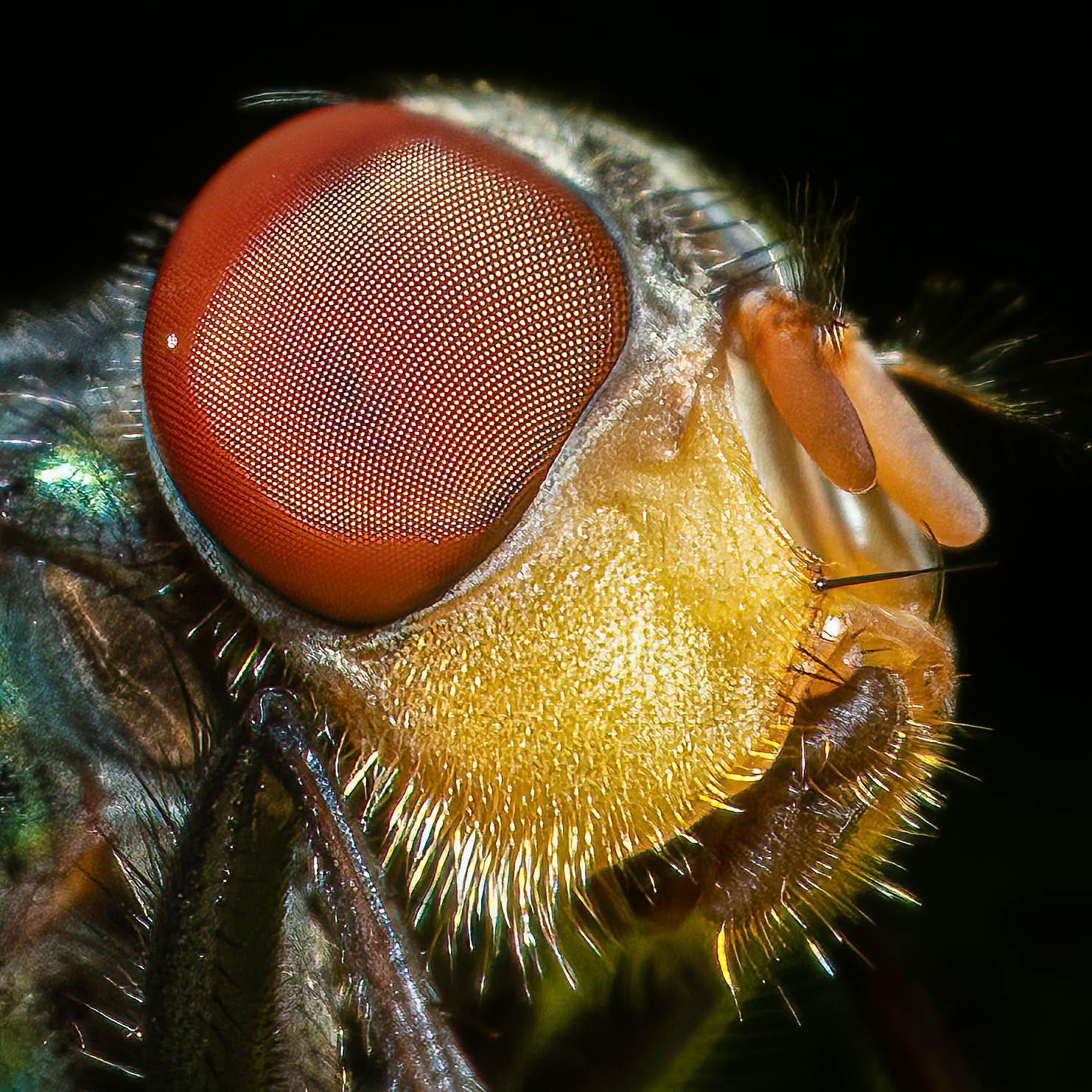 a simple fly | Scrolller