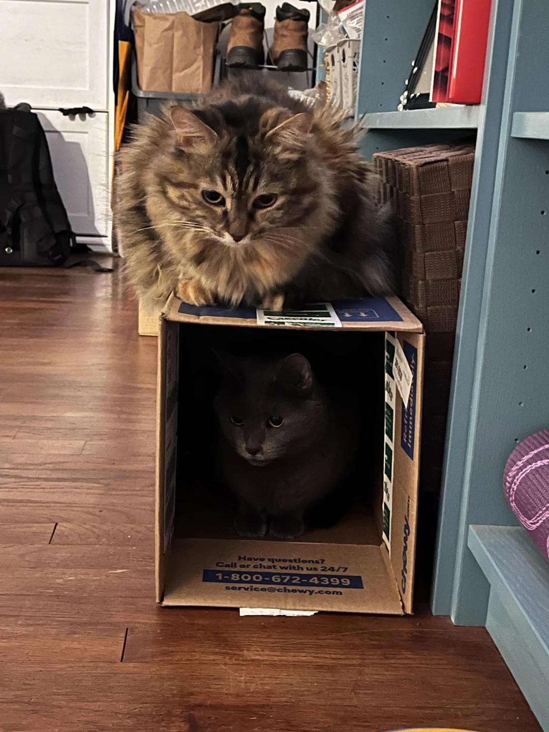 Double cat trap | Scrolller