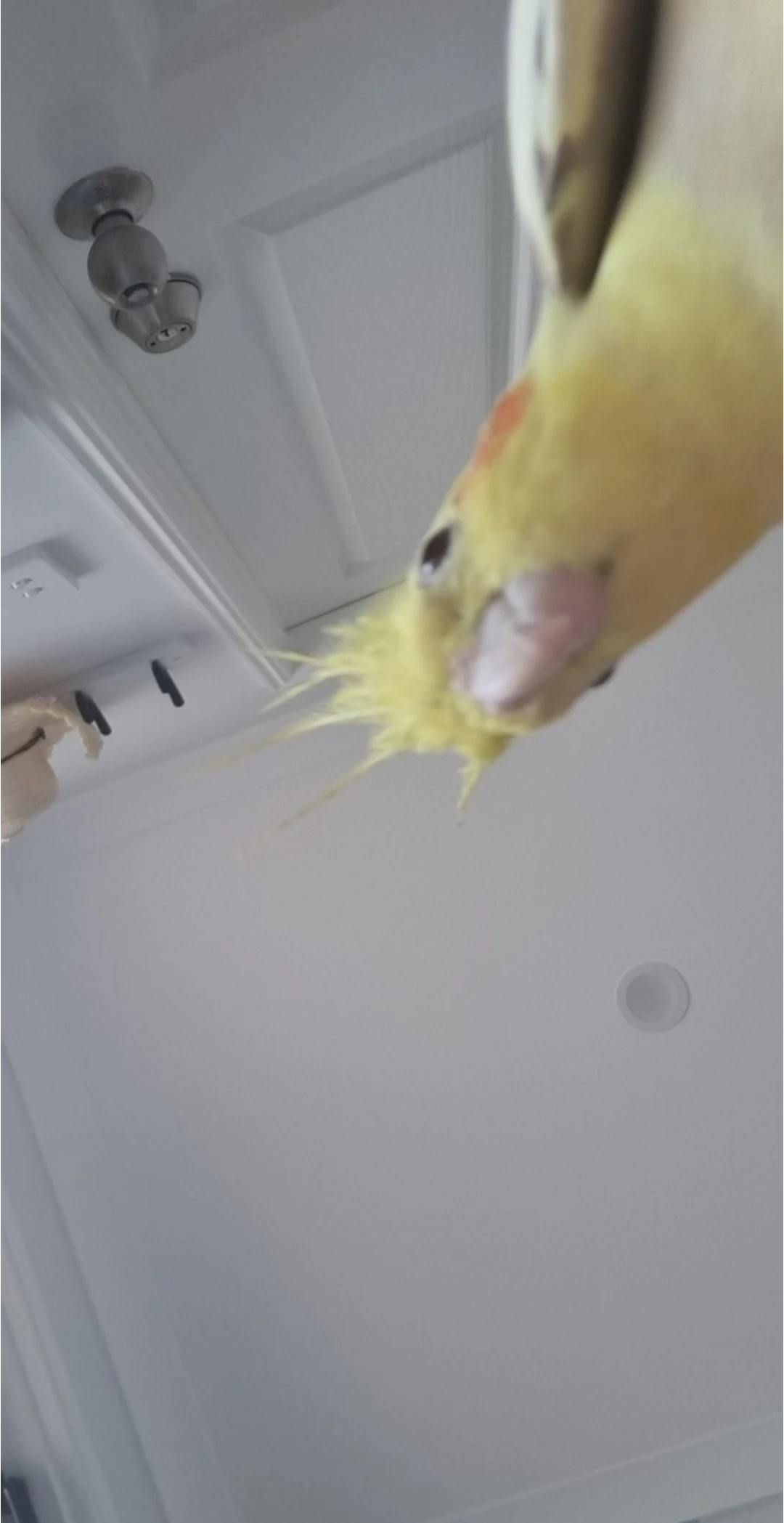Birb selfie | Scrolller