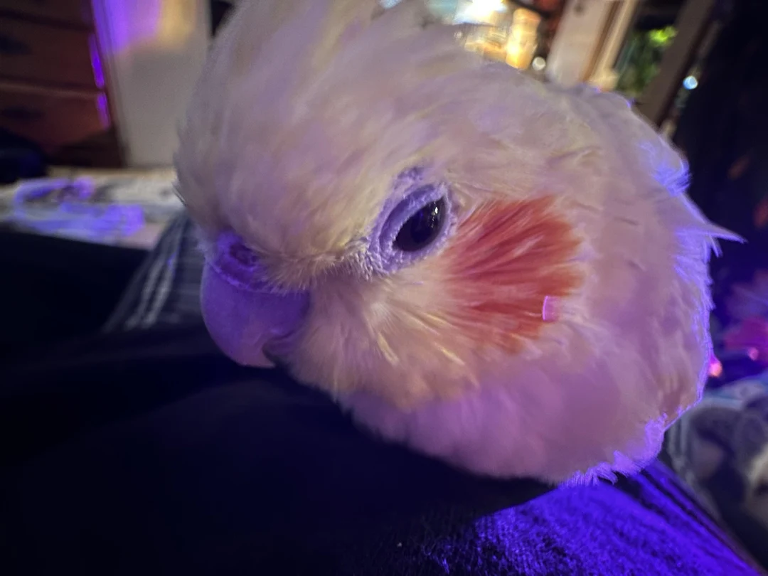 i have a trans bird | Scrolller