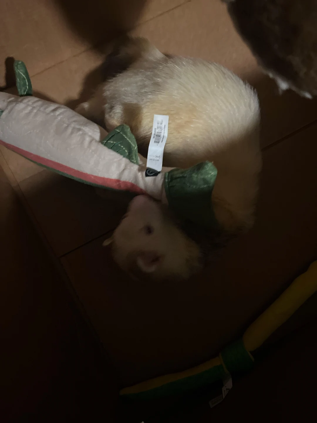 Meet Bean | Scrolller