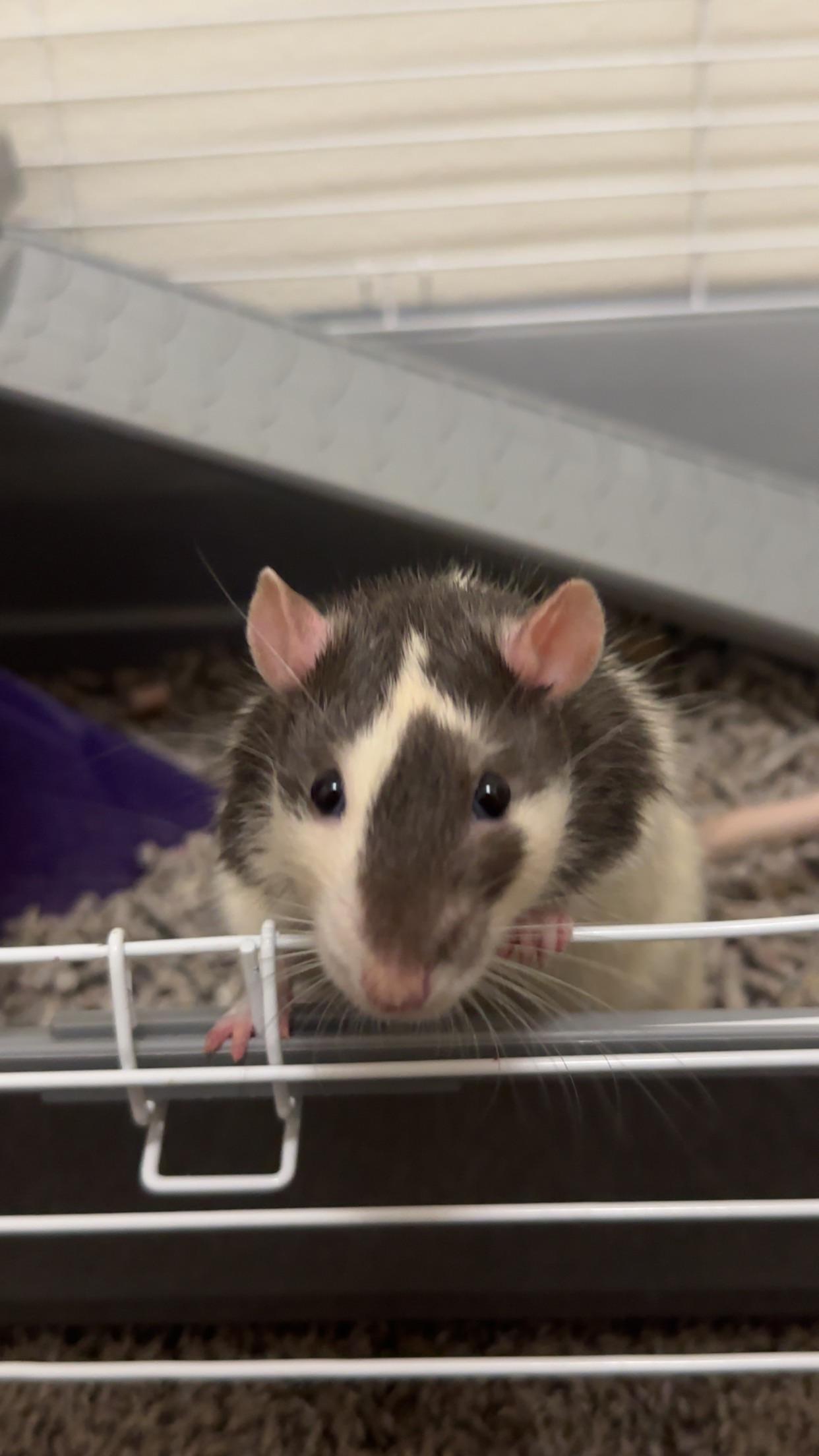 Introducing new friends | Scrolller