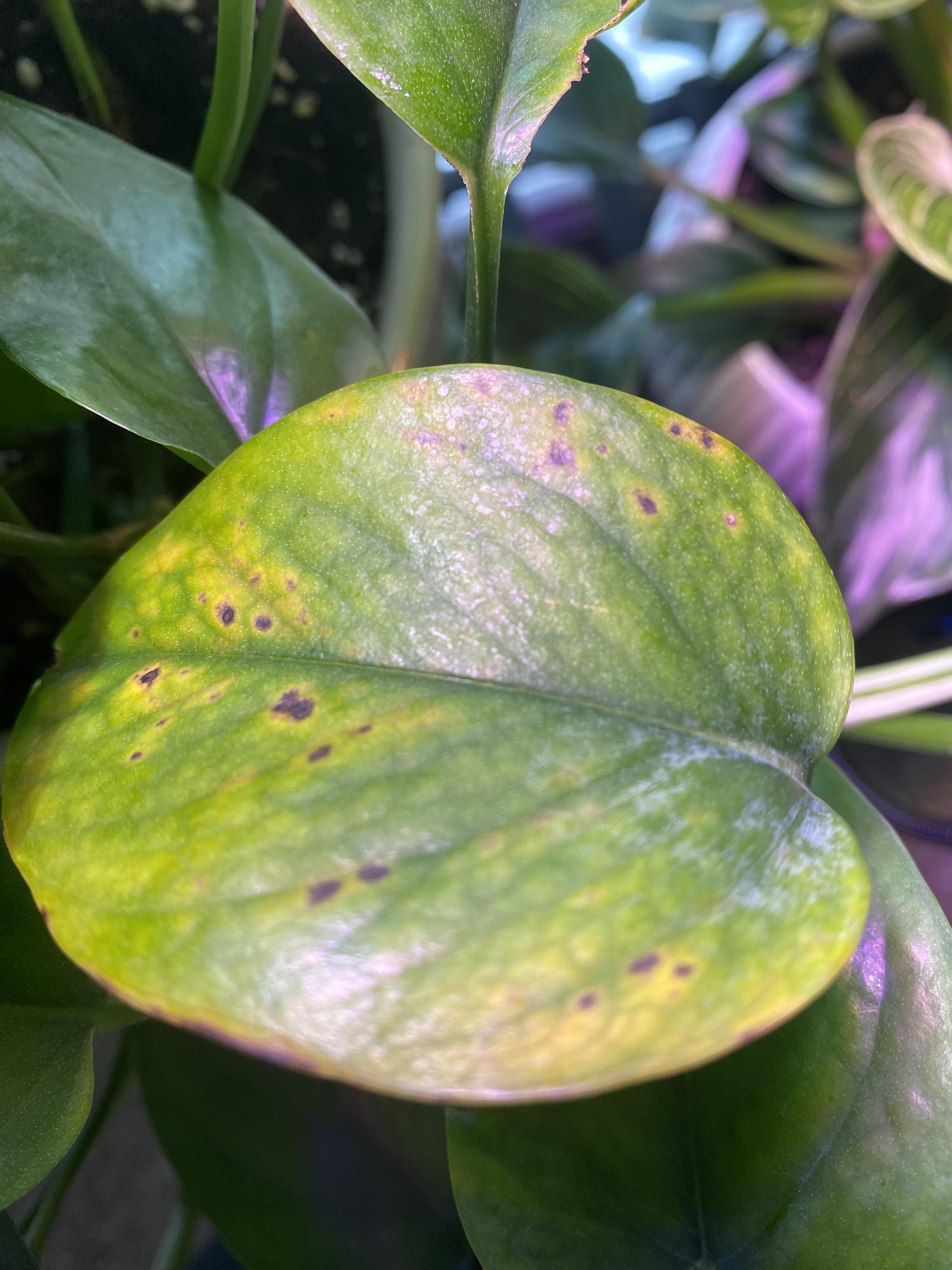 Brown spots on pothos normal? | Scrolller