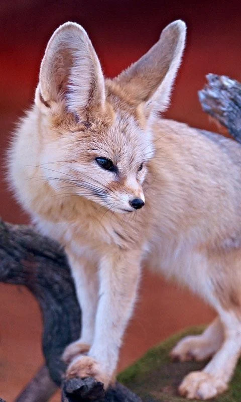 Fennec Fox | Scrolller