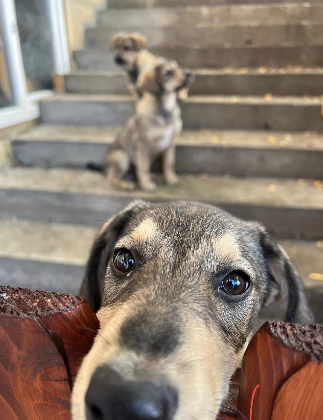 I love how they look in different directions💕 | Scrolller