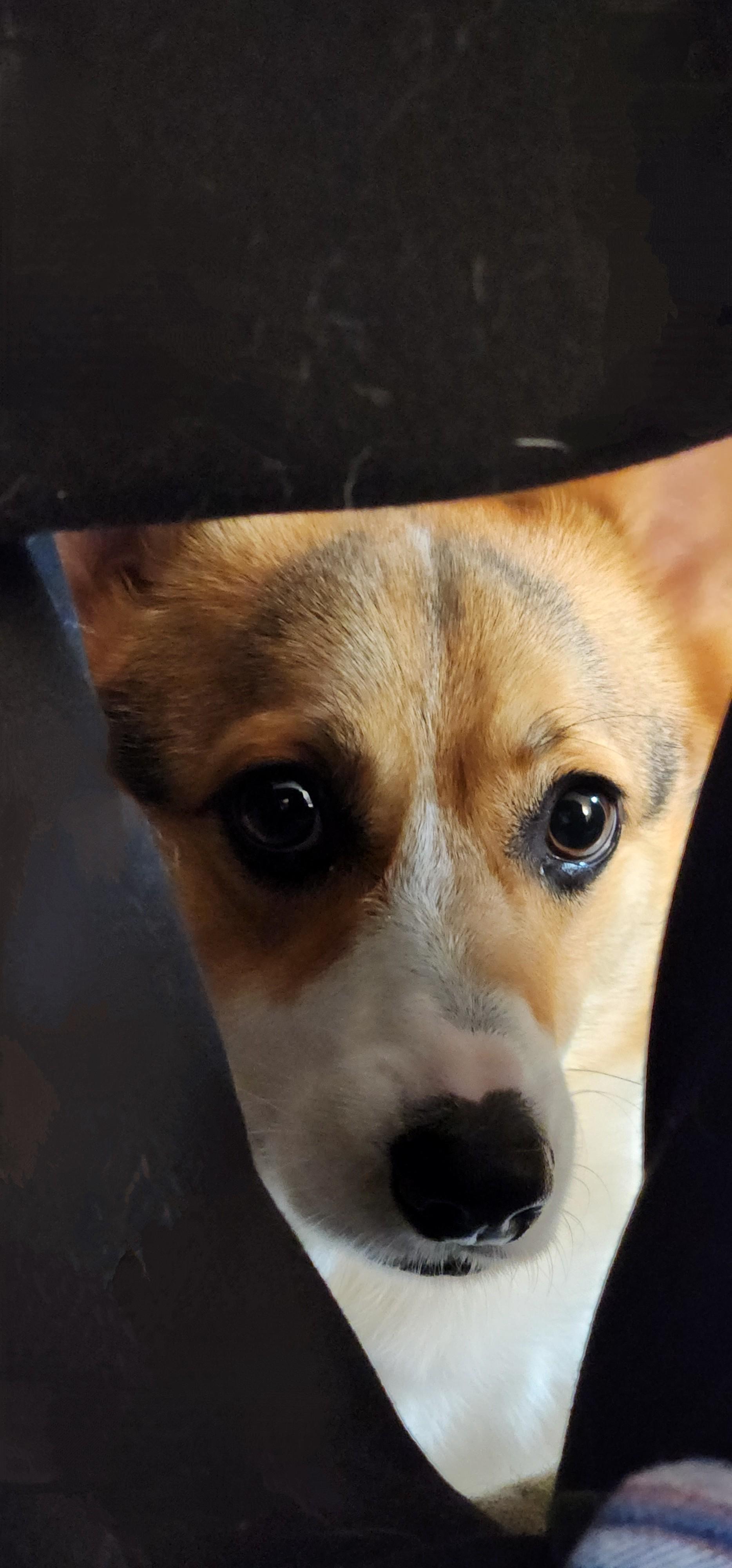 He makes sure you see him when he's begging. | Scrolller