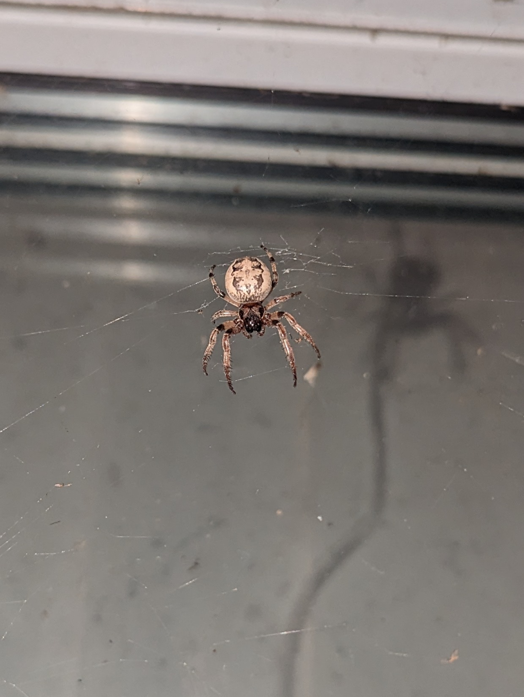 My porch spider | Scrolller