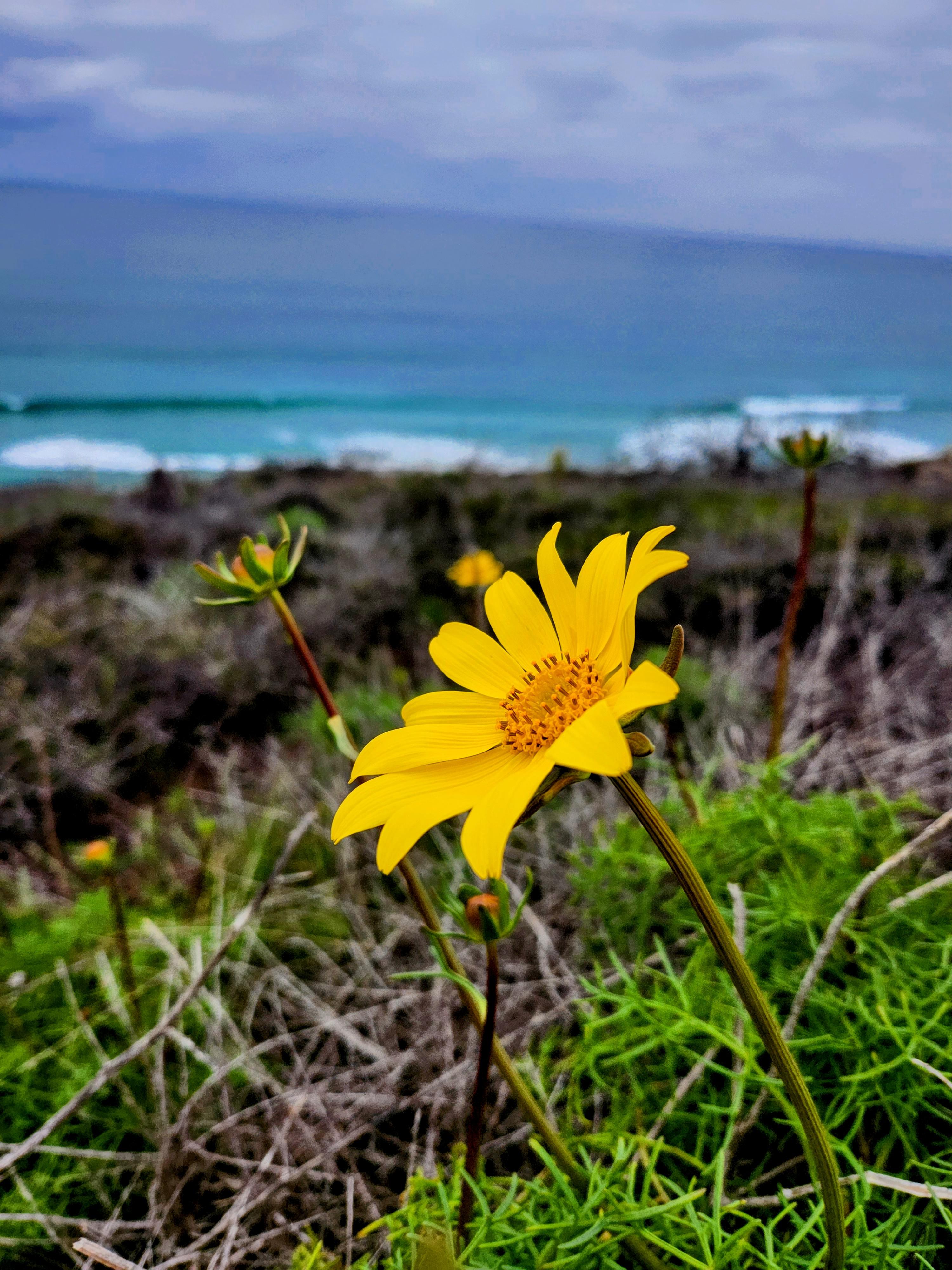 I've always thought ocean wildflowers are stunning! | Scrolller