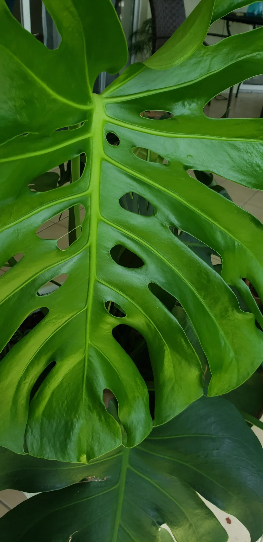 Fresh Monstera leaf | Scrolller