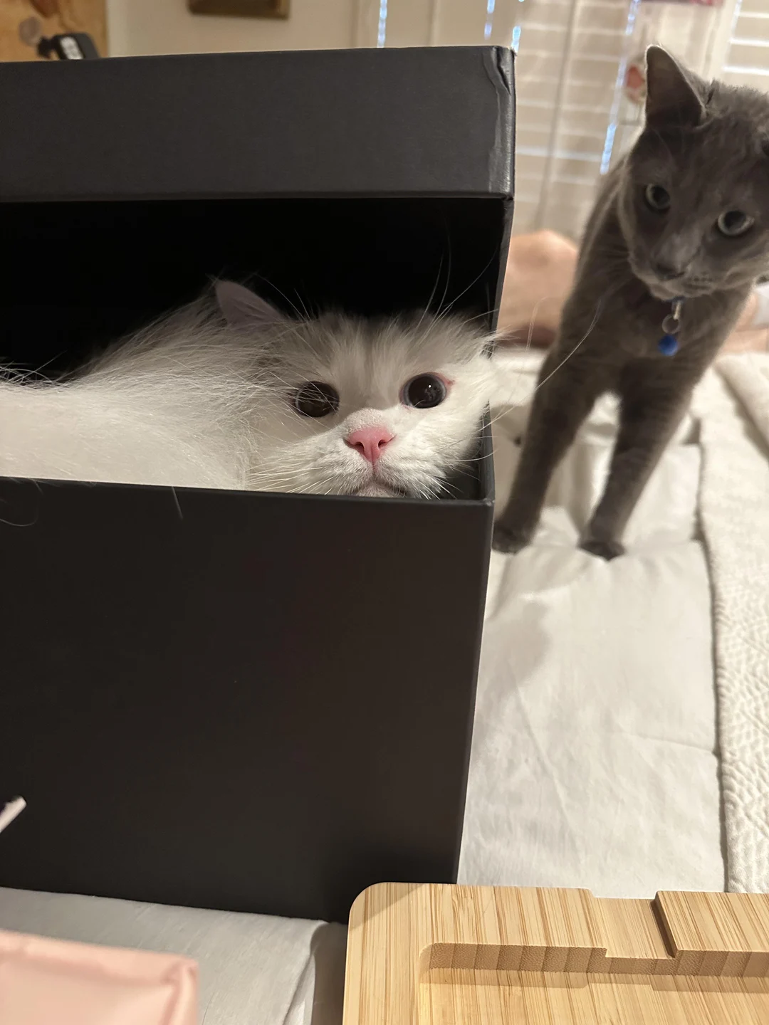 Blu is jealous… | Scrolller