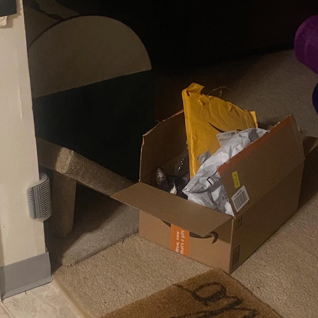 The Cat Trap is Working | Scrolller