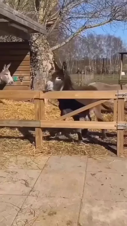 casual donkey moment | Scrolller