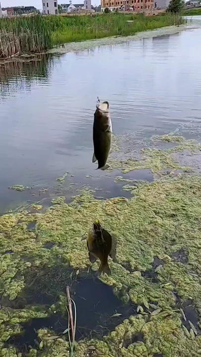 Doubled up | Scrolller