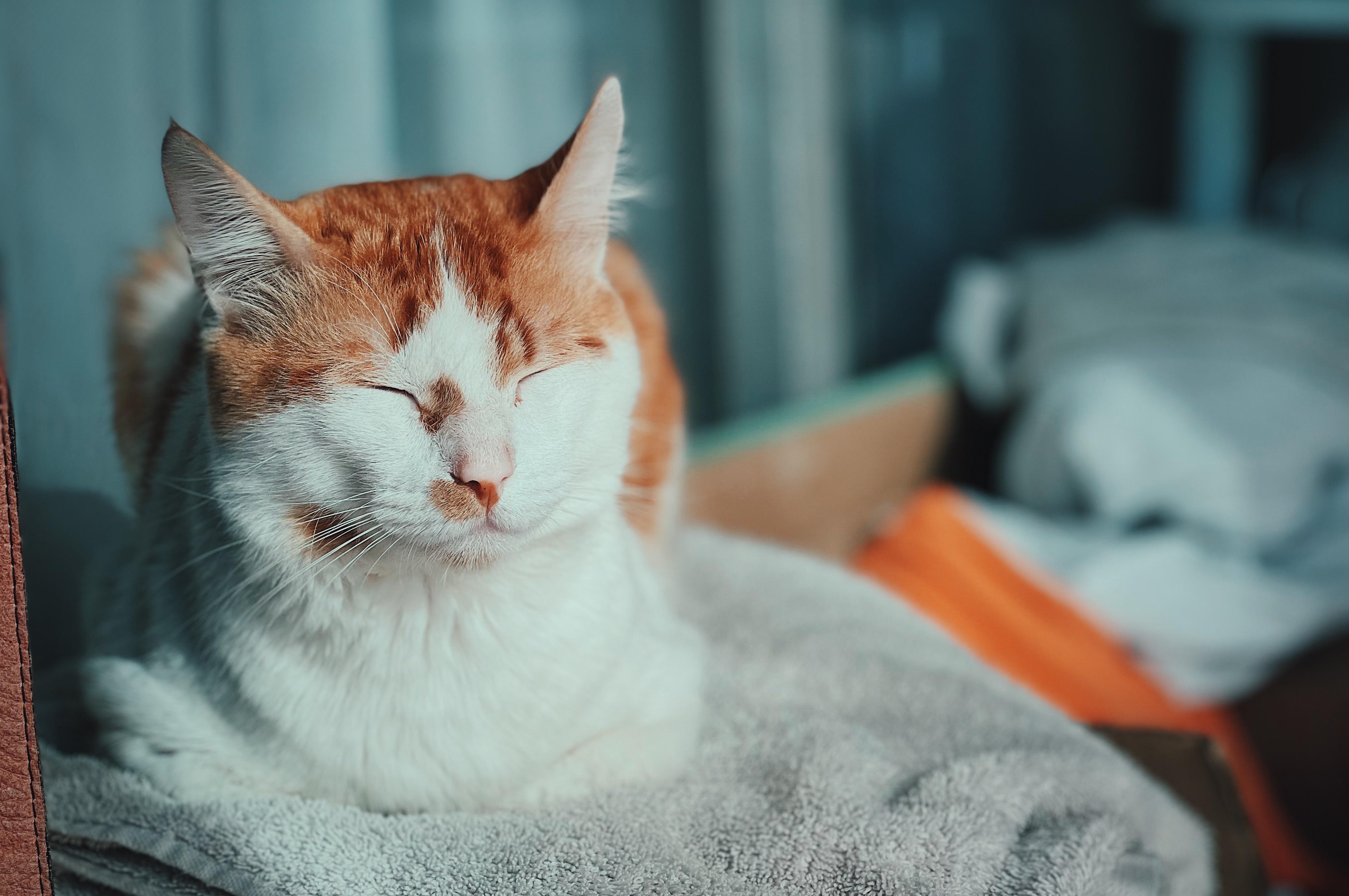 Michi Awww | Scrolller