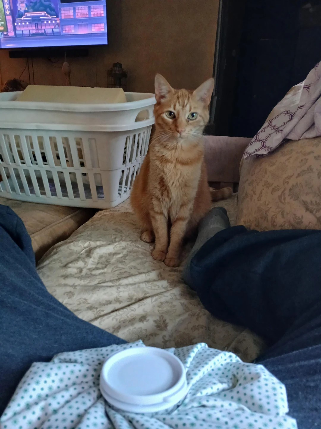 Andy is mad he can't lay in my lap | Scrolller