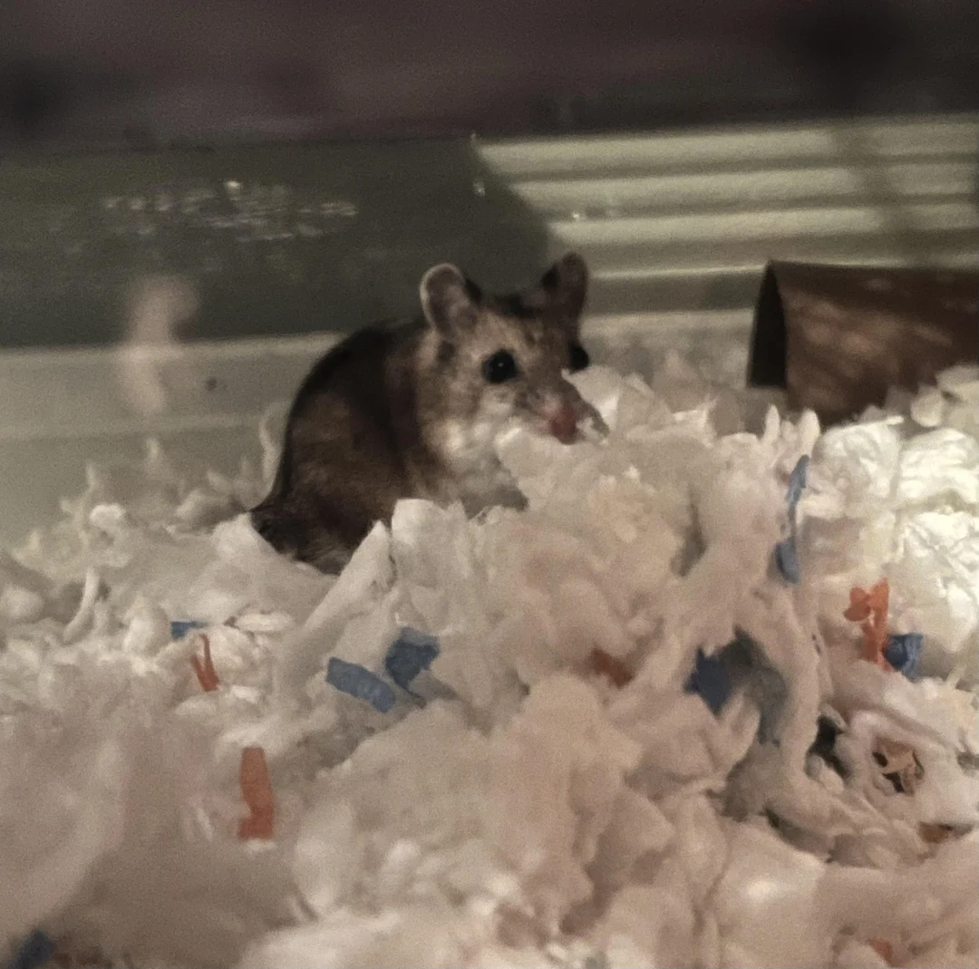 Taming Chinese Dwarf | Scrolller