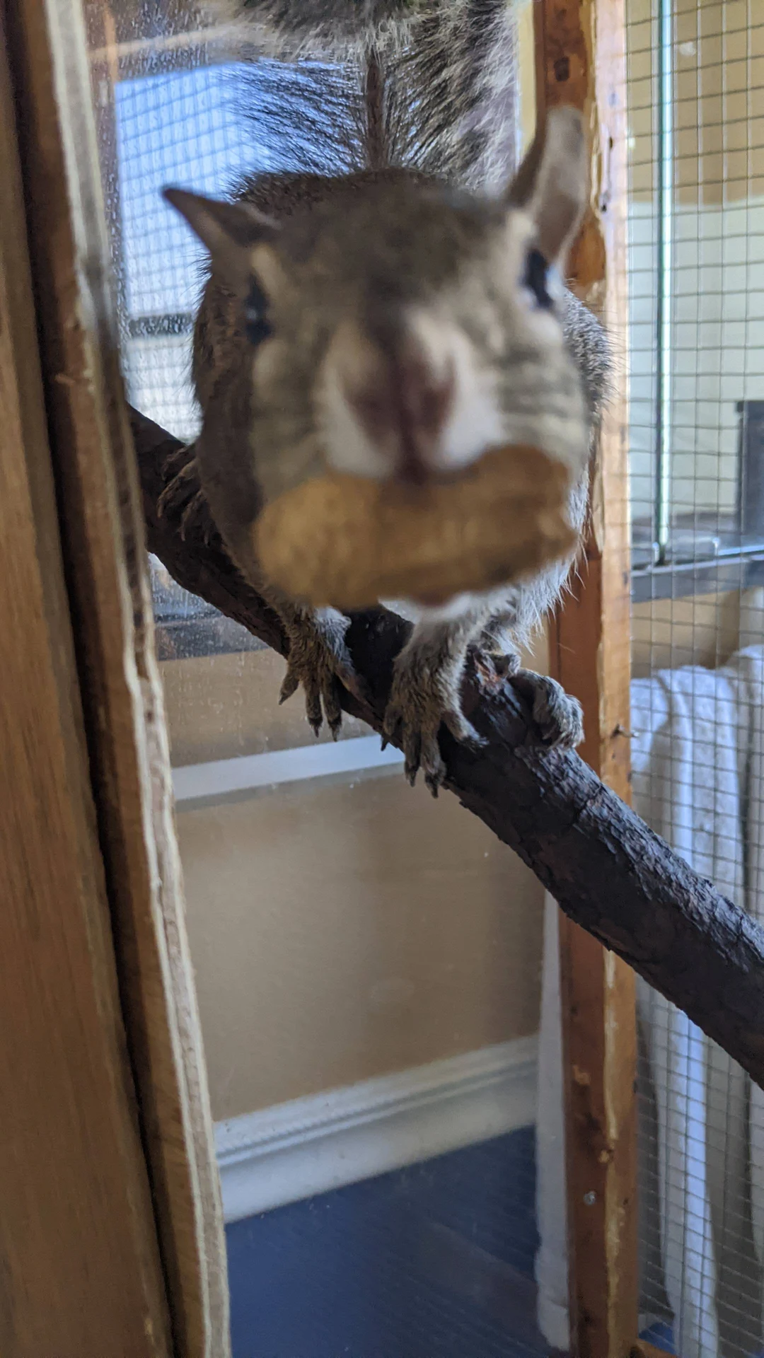 I got my peanut | Scrolller