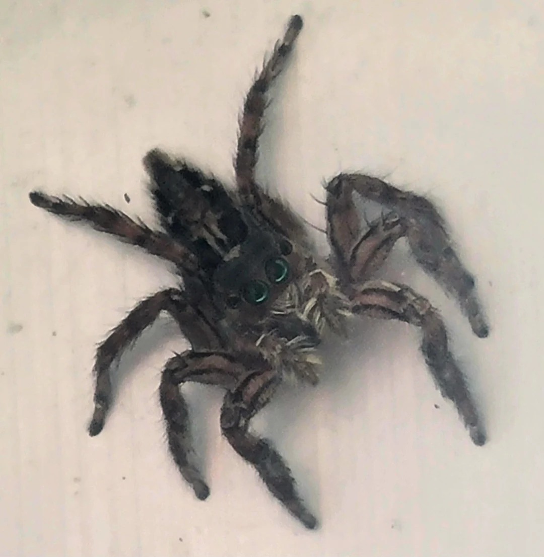 Kenny the jumping spider. | Scrolller