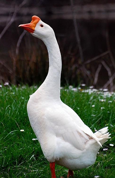 This Cute Chinese Goose 💚🤍🖤🤎🧡 | Scrolller