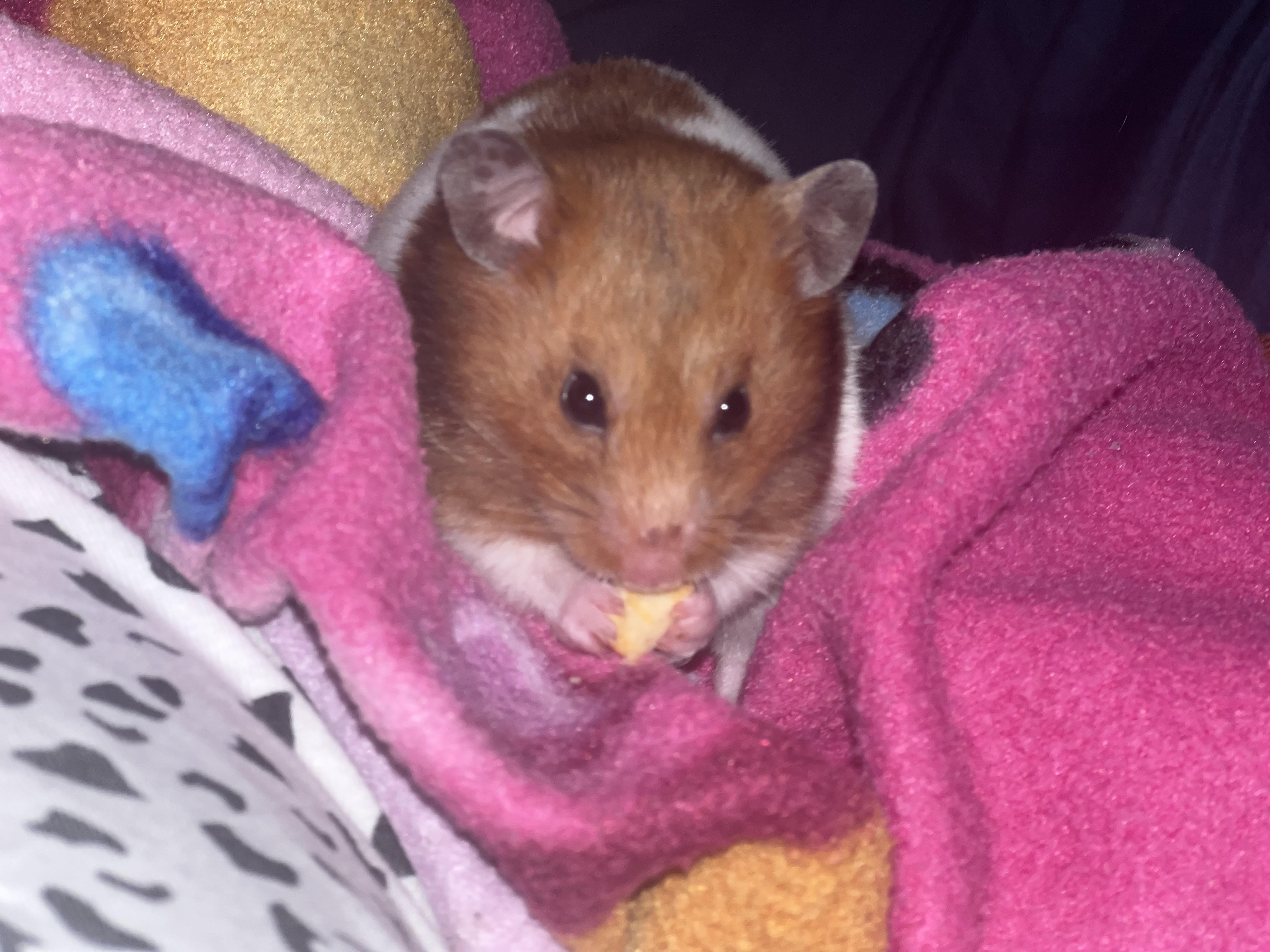 Little miss ivy munching on a snack | Scrolller