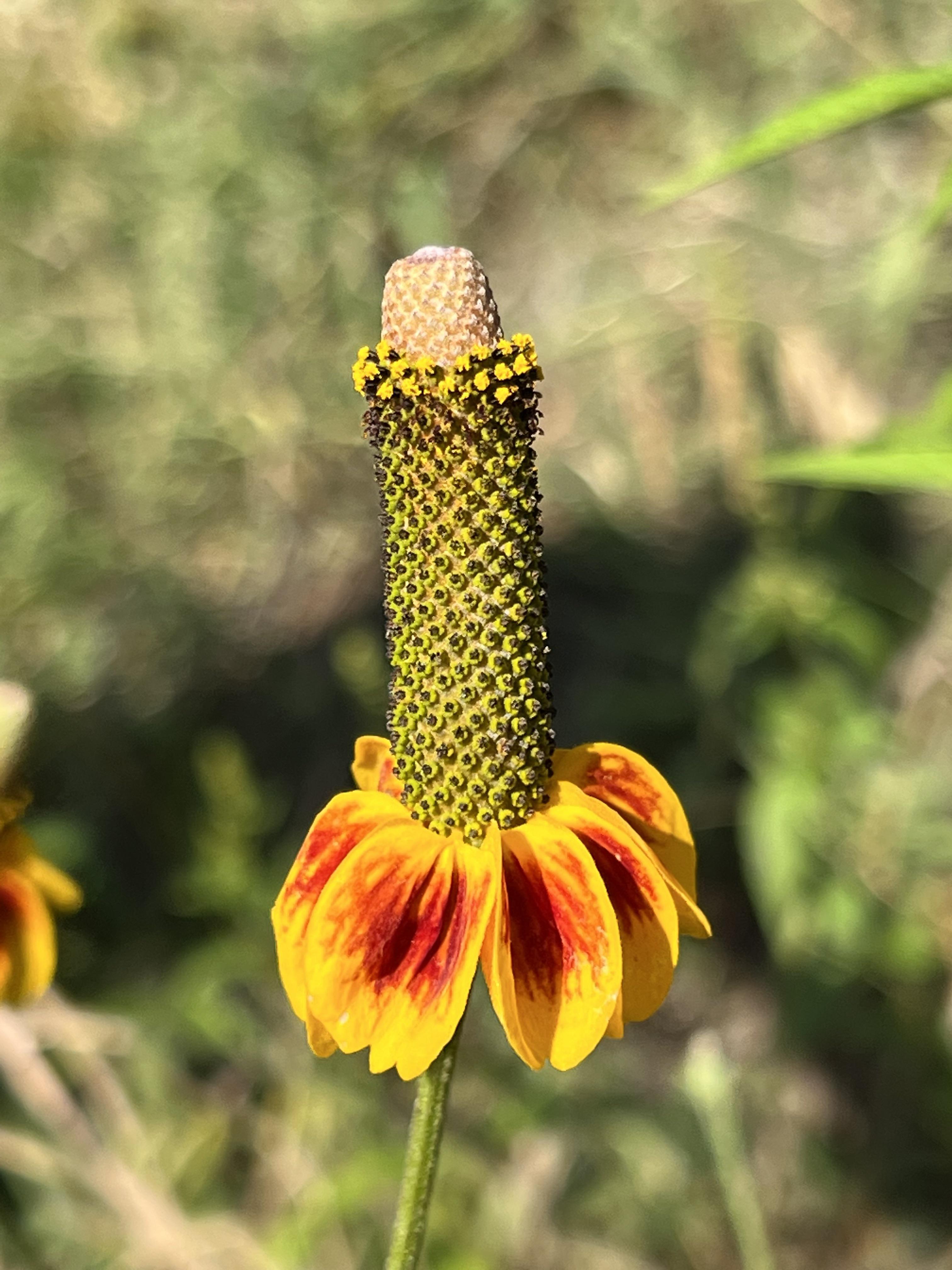 New wildflower popped up this morning :) | Scrolller