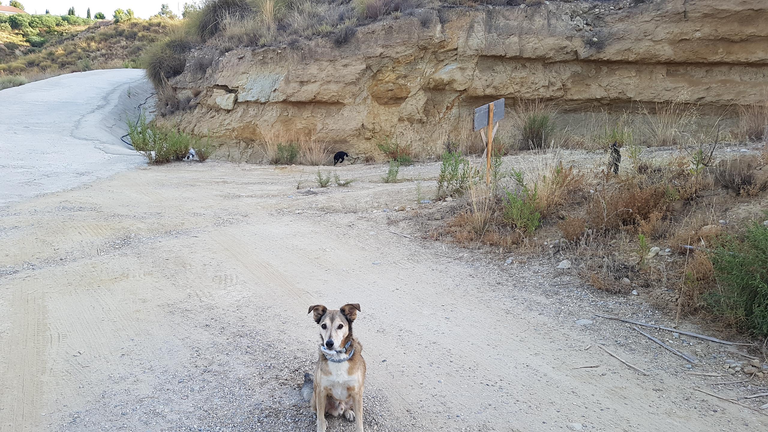 (oc) Spot the animals | Scrolller