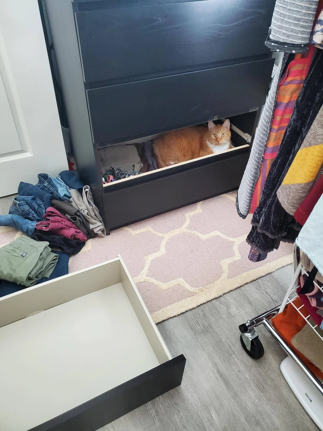 Took one of my drawers out to fix and I turn around to see this guy getting comfy | Scrolller